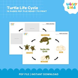 Turtle Life Cycle PDF Activity Worksheets Pack for Kids With Foldable ...