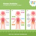 Human Anatomy Activity Book: Biology Homeschool Printable (PDF) - Etsy