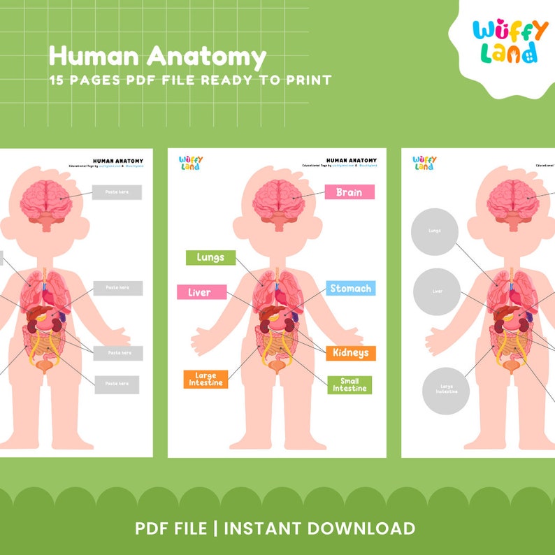 Human Anatomy Busy Book, Human Anatomy Activity Unit, Biolgy for Kids ...