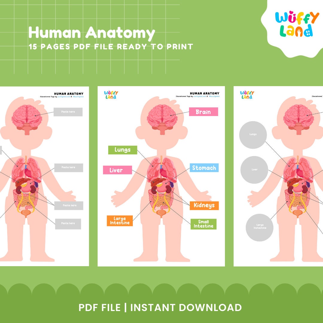 Human Anatomy Activity Book: Biology Homeschool Printable (PDF) - Etsy