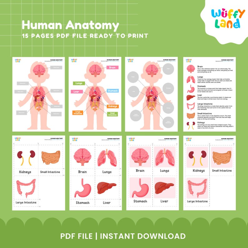 Human Anatomy Busy Book, Human Anatomy Activity Unit, Biolgy for Kids ...