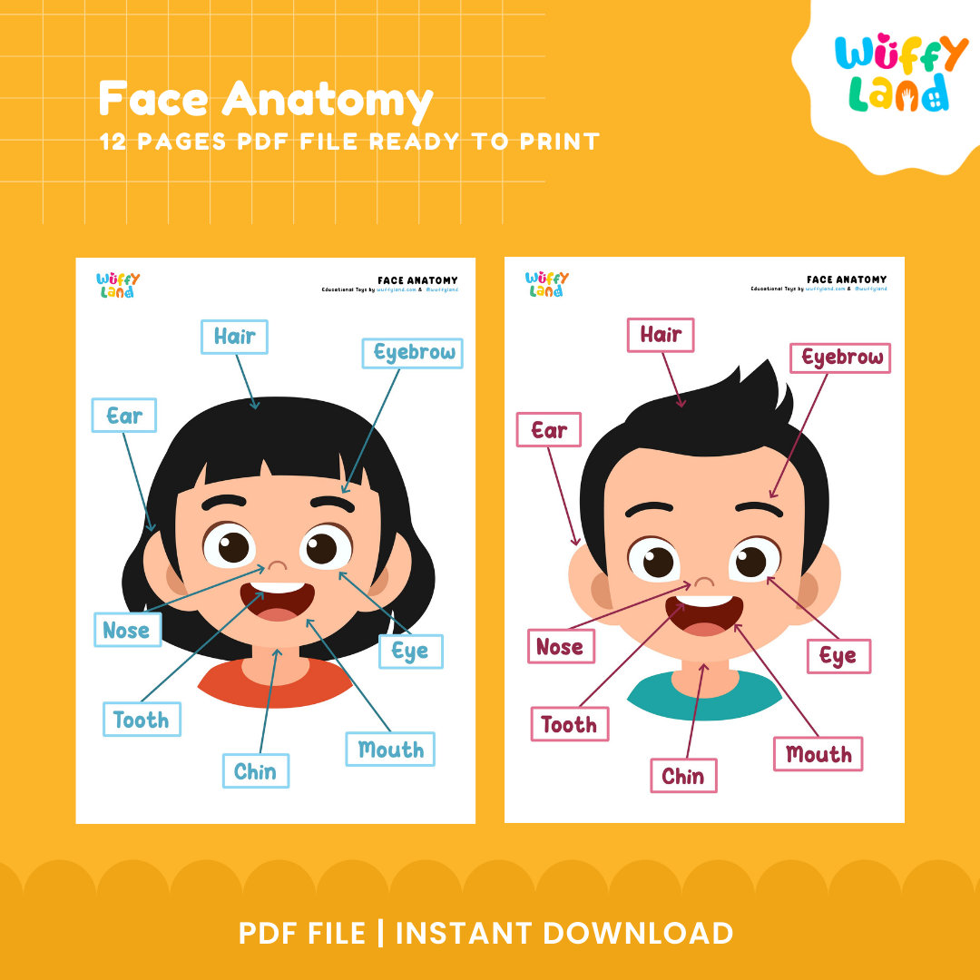 Anatomía De La Cara, Partes De La Cara, Actividad De Aprendizaje ...