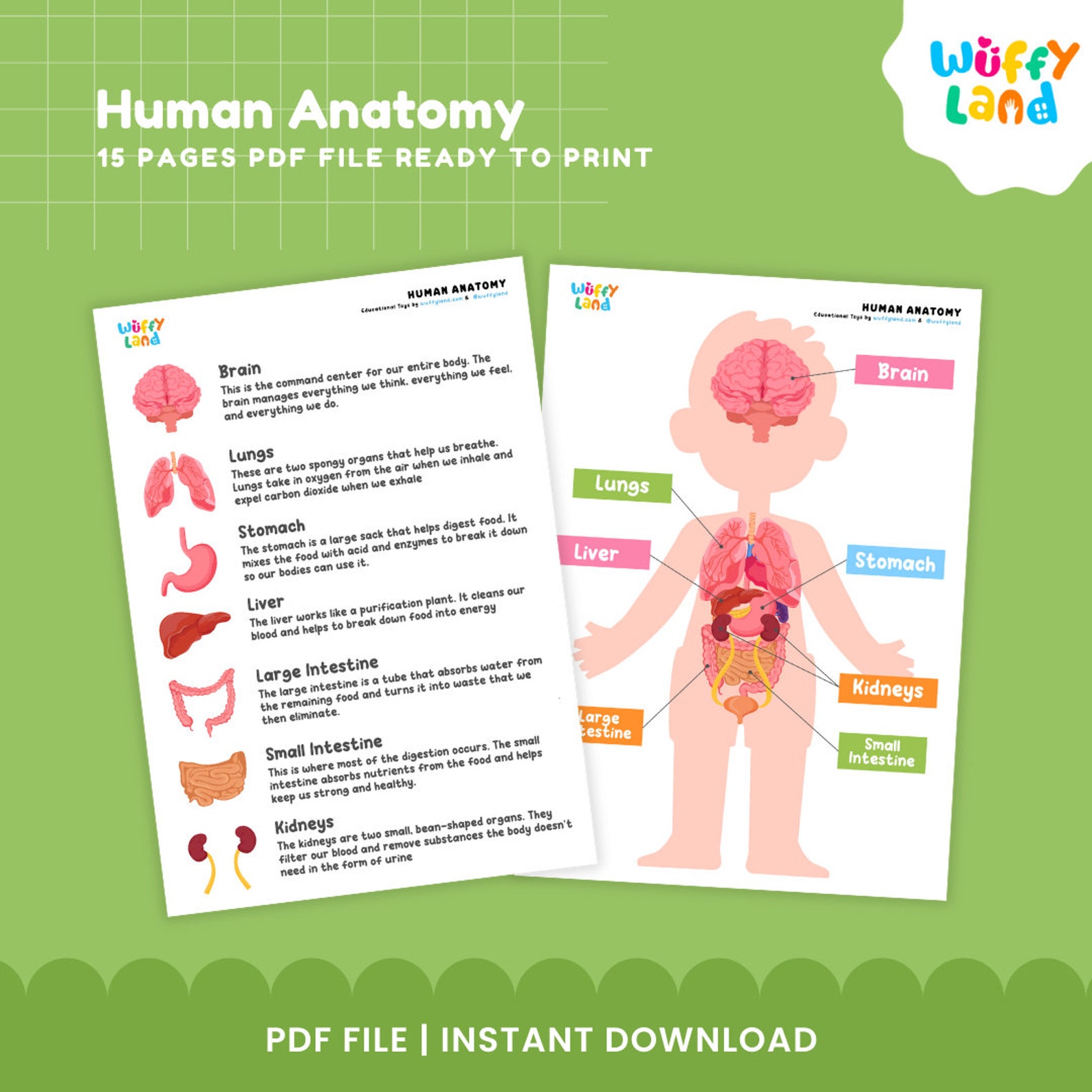 Human Anatomy Busy Book, Human Anatomy Activity Unit, Biolgy for Kids ...