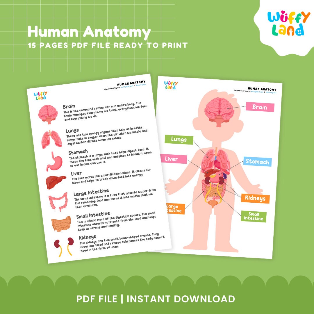 Human Anatomy Busy Book, Human Anatomy Activity Unit, Biolgy for Kids ...