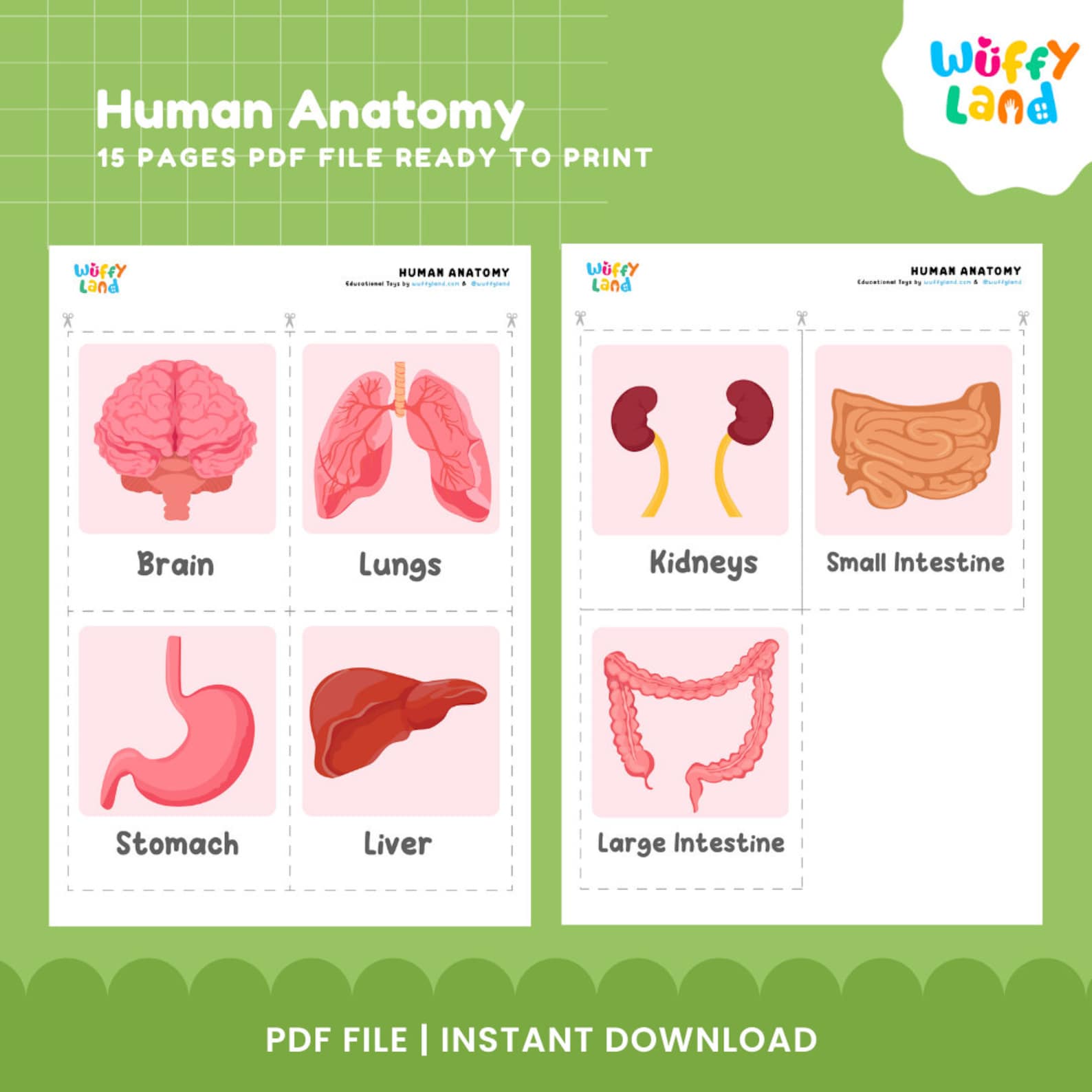 Human Anatomy Busy Book, Human Anatomy Activity Unit, Biolgy for Kids ...