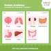 Human Anatomy Activity Book: Biology Homeschool Printable (PDF) - Etsy