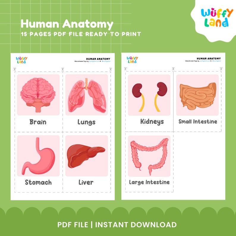 Human Anatomy Busy Book, Human Anatomy Activity Unit, Biolgy for Kids ...