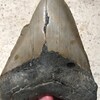 5 Ice Age Turtle Shell Fossils From Florida - Etsy