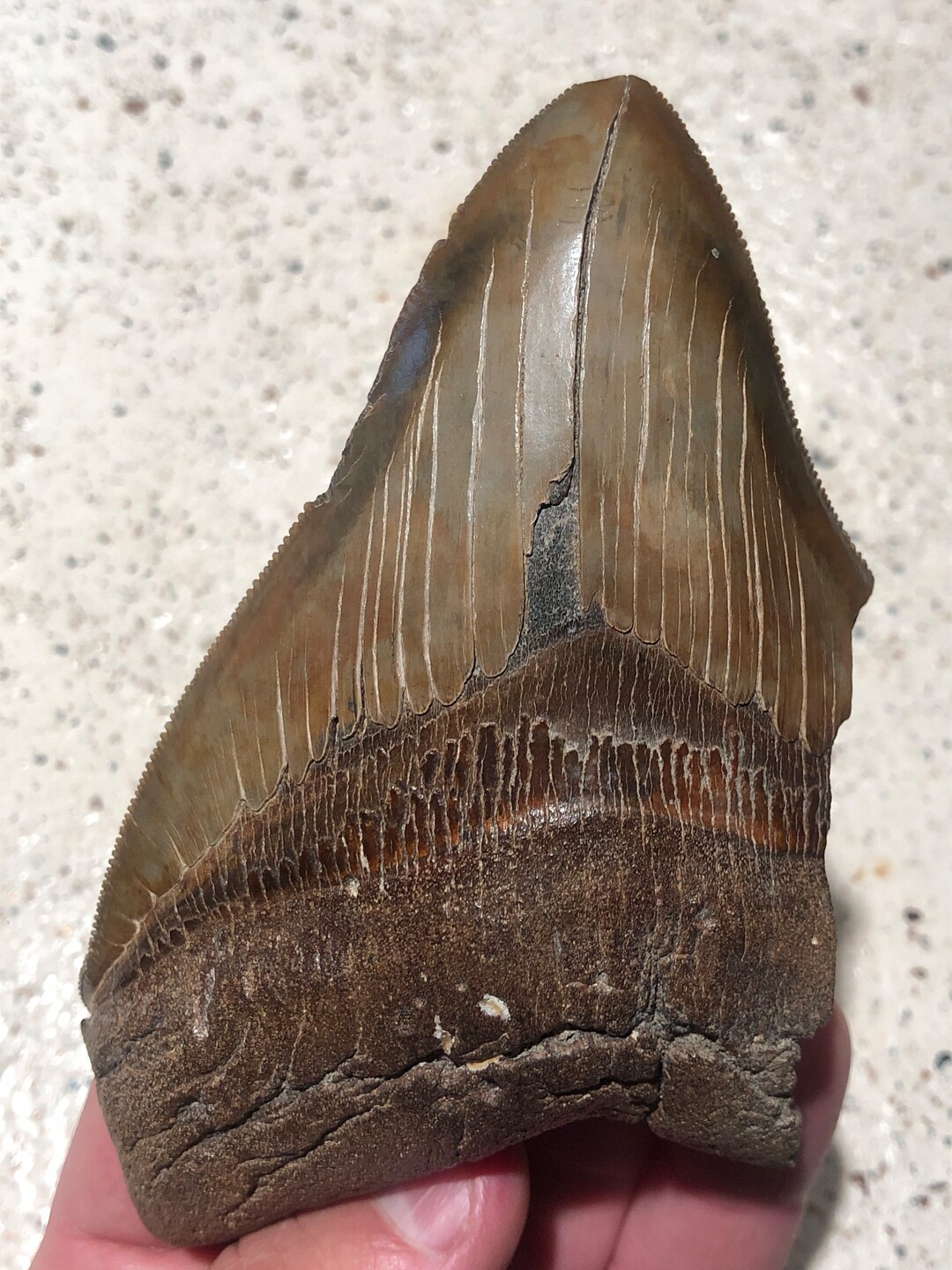 Huge 5 Inch Megalodon Tooth - Genuine, Not Replica - Etsy