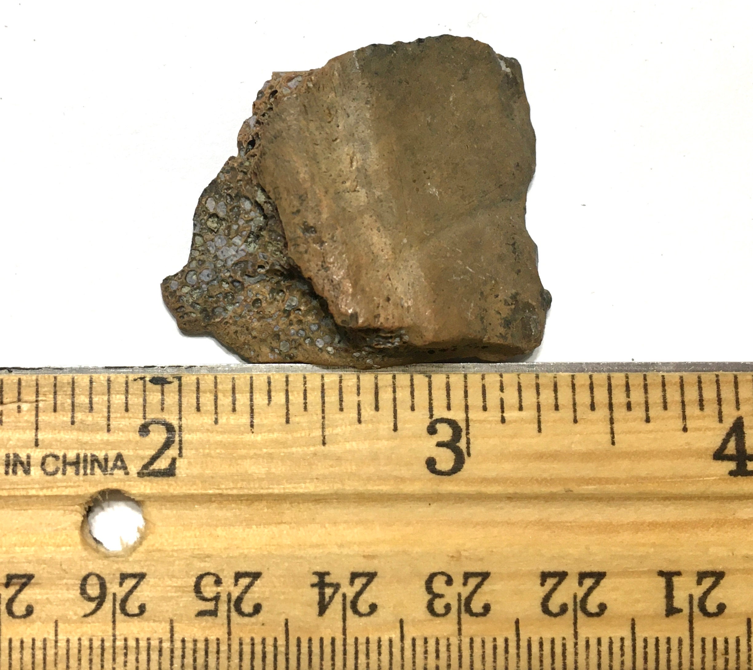 Ancient Turtle Shell Fossil from Florida | Etsy