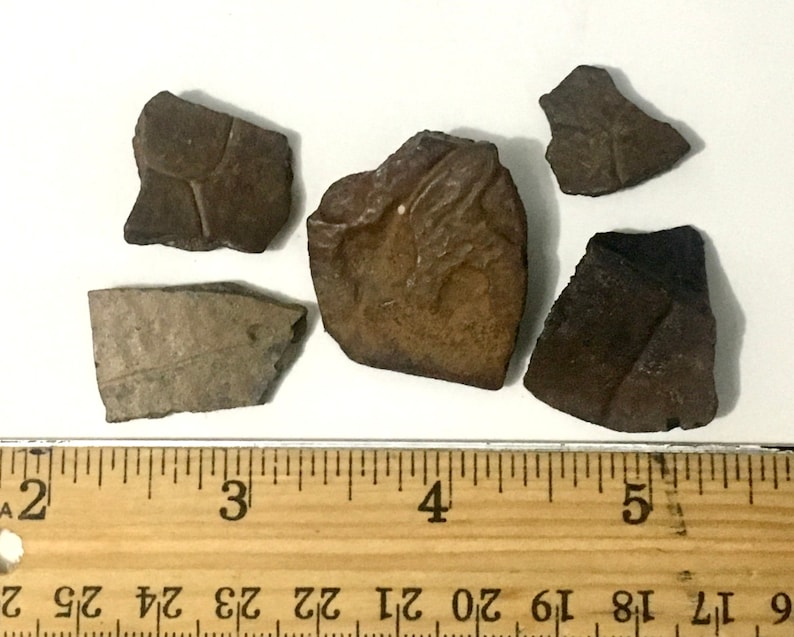 5 Ice Age Turtle Shell Fossils From Florida - Etsy