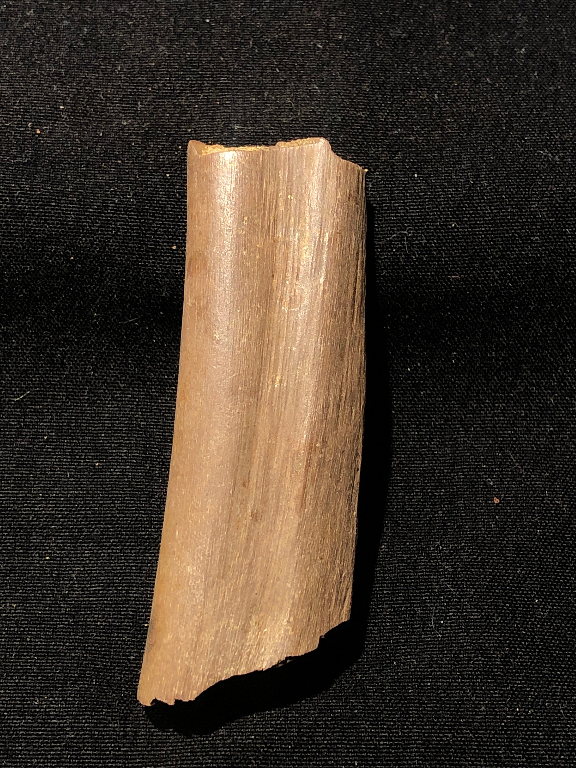 Triceratops Dinosaur Rib Bone Fossil - Etsy