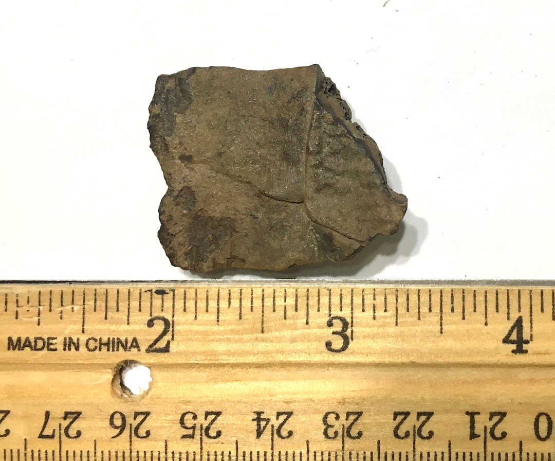 Ancient Turtle Shell Fossil From Florida - Etsy