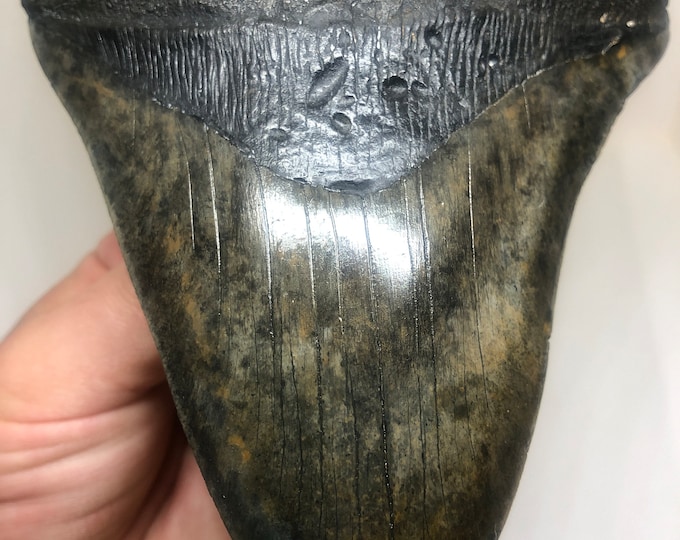Gigantic XXL 6.3 Inch Megalodon Tooth - Professionally Restored - Etsy
