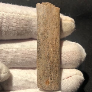 Triceratops Dinosaur Rib Bone Fossil - Etsy