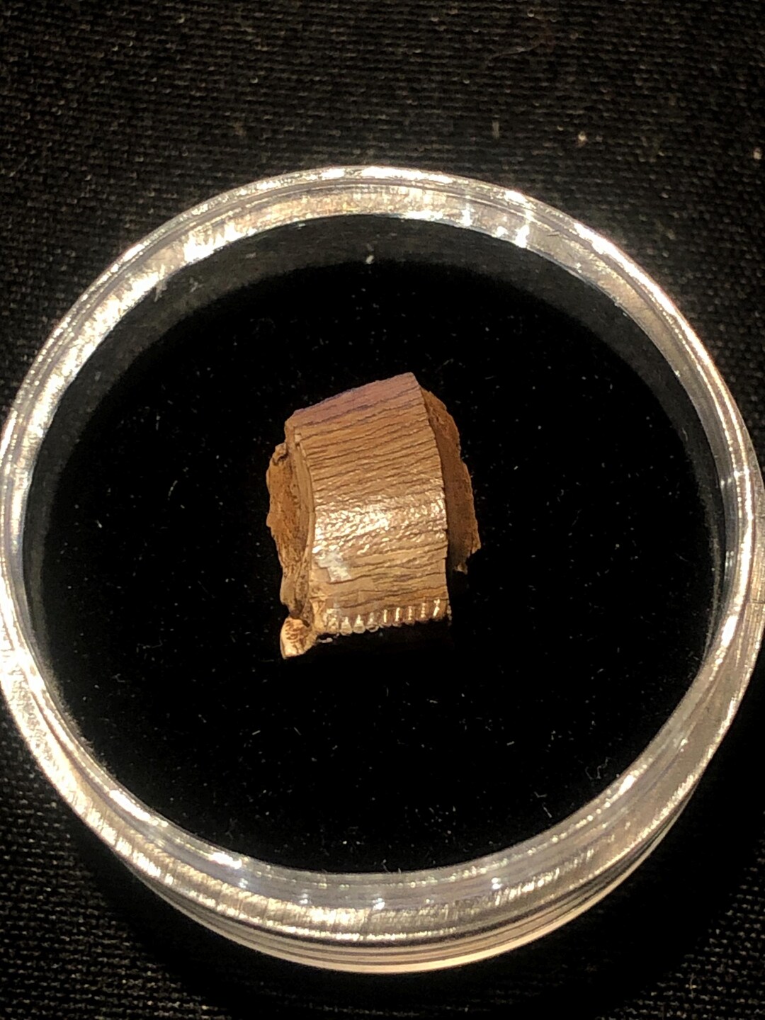 Beautiful Serrated T-rex Tooth Section - Etsy