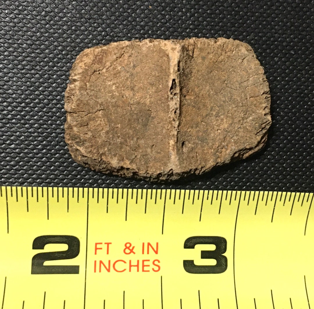 Ancient Turtle Shell Fossil From Florida - Etsy