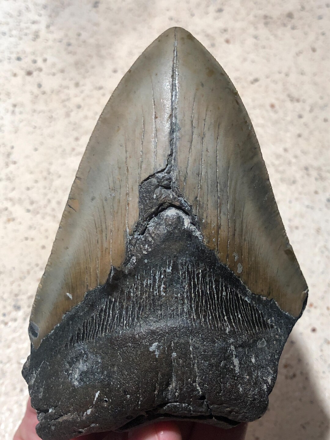 Beautiful 5.27 Inch Megalodon Tooth - Genuine, Not Replica - Etsy