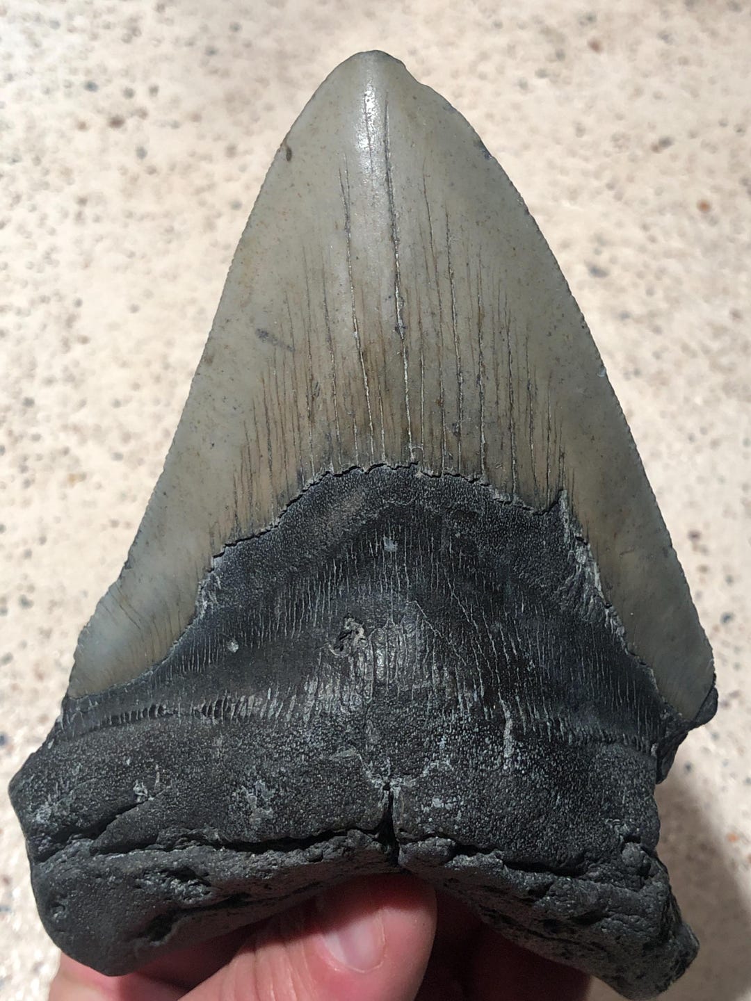 Huge 5.7 Inch Megalodon Tooth Genuine, Not Replica - Etsy