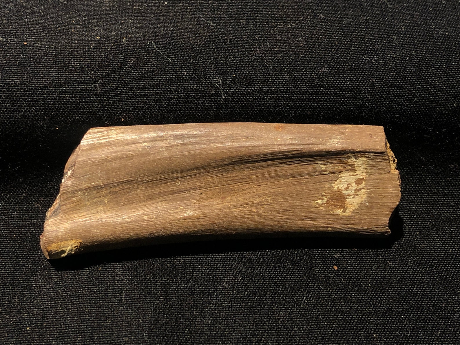 Triceratops Dinosaur Rib Bone Fossil - Etsy