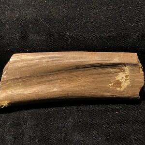 Triceratops Dinosaur Rib Bone Fossil - Etsy