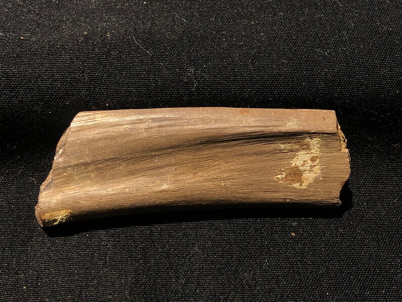 Triceratops Dinosaur Rib Bone Fossil - Etsy