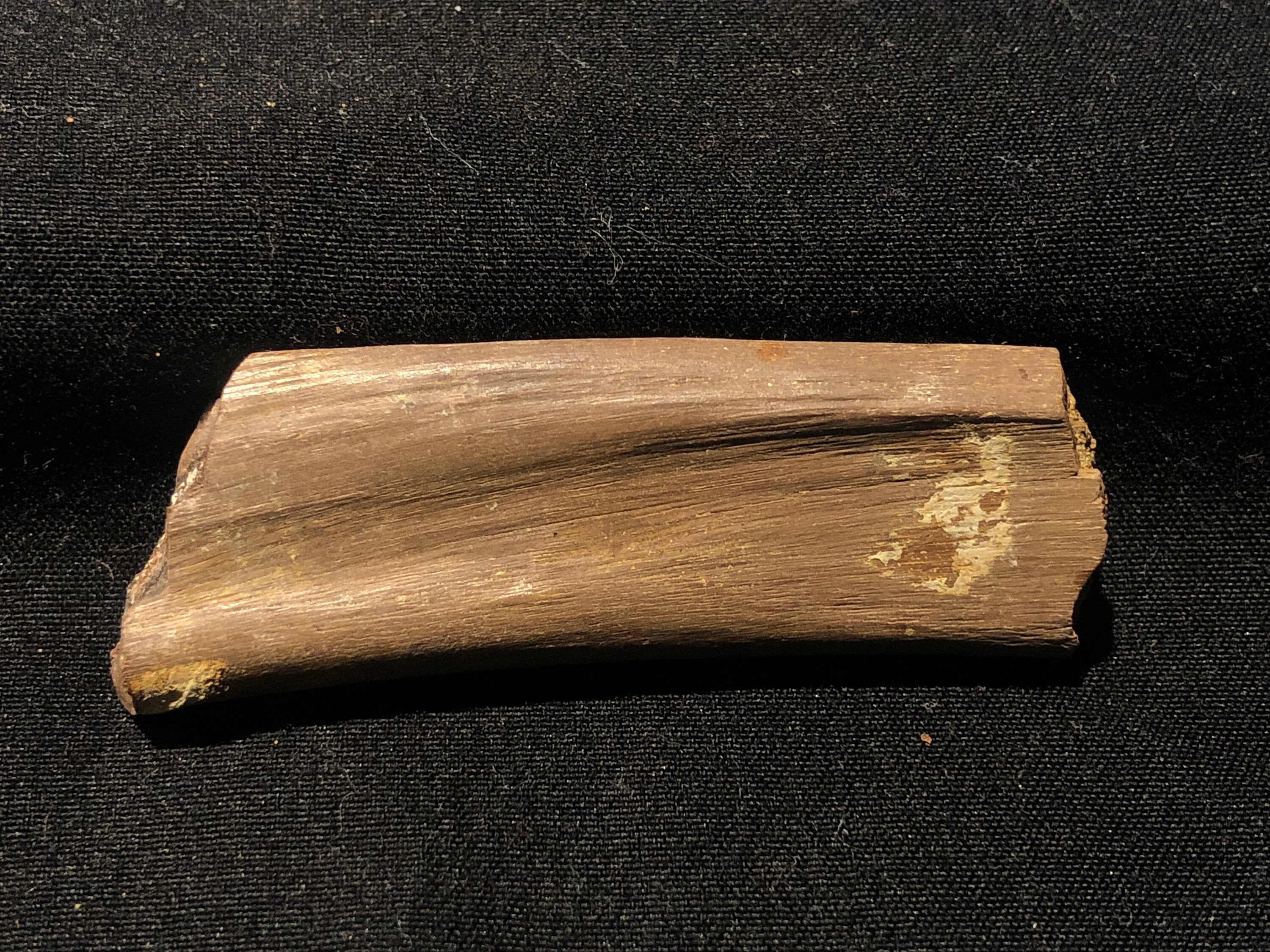 Triceratops Dinosaur Rib Bone Fossil - Etsy