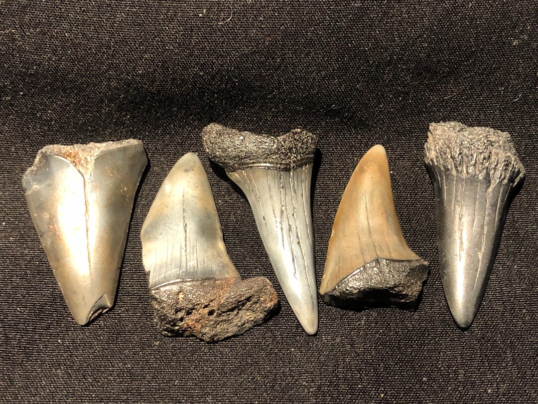 5 Miocene Era Mail Shark Teeth - Etsy