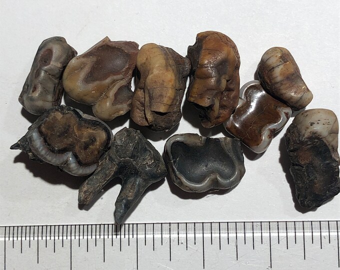 Lot of 10 Beautiful Ice Age Pleistocene Manatee Teeth Fossils - Etsy