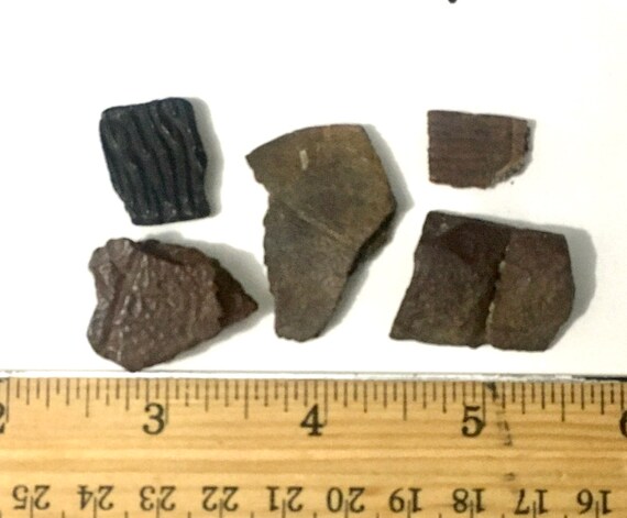 5 Ice Age Turtle Shell Fossils From Florida | Etsy