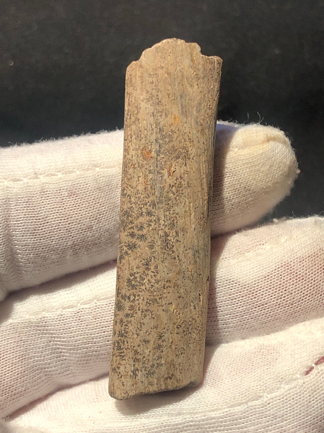 Triceratops Dinosaur Rib Bone Fossil - Etsy