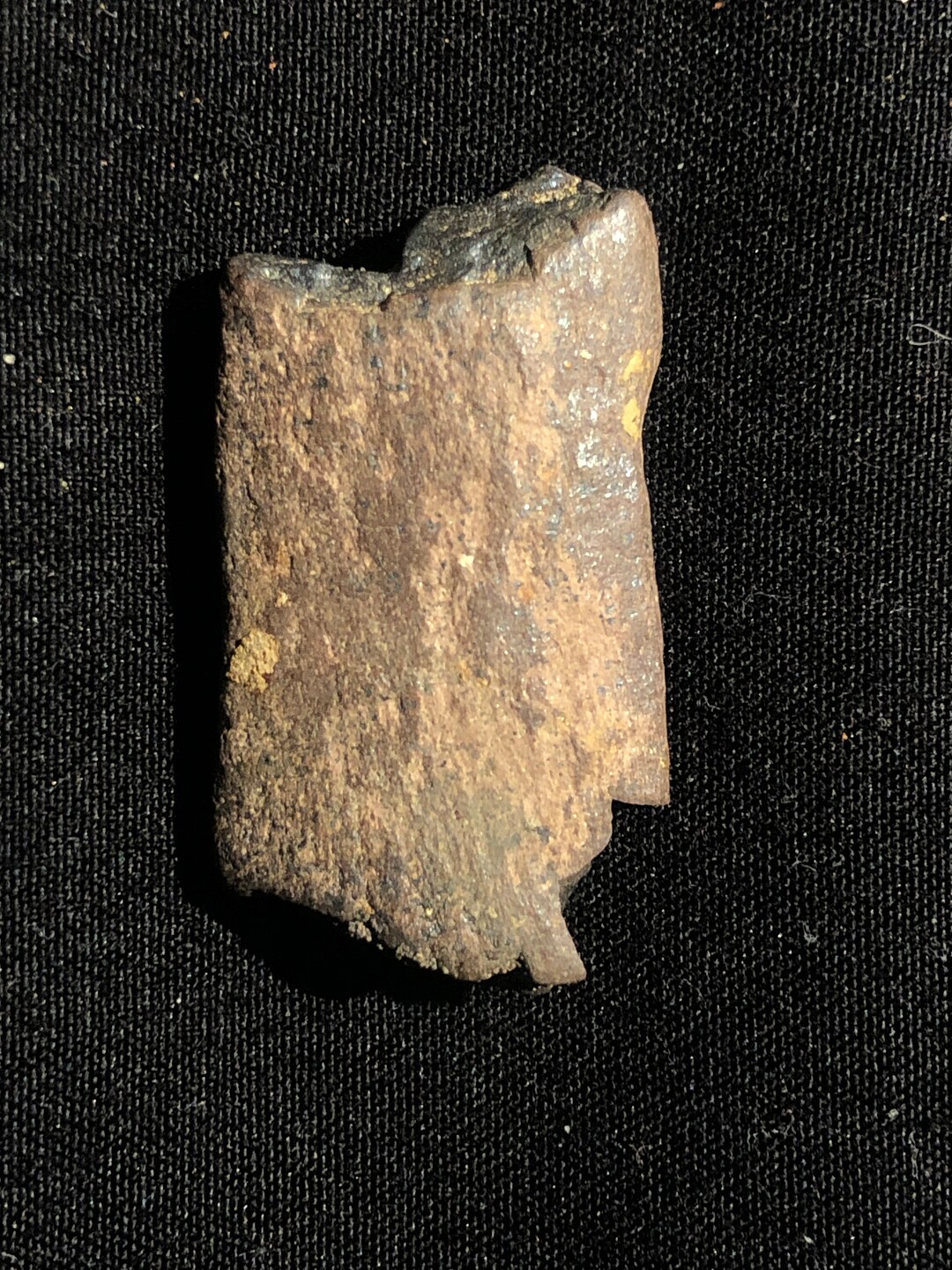 Triceratops Dinosaur Rib Bone Fossil - Etsy