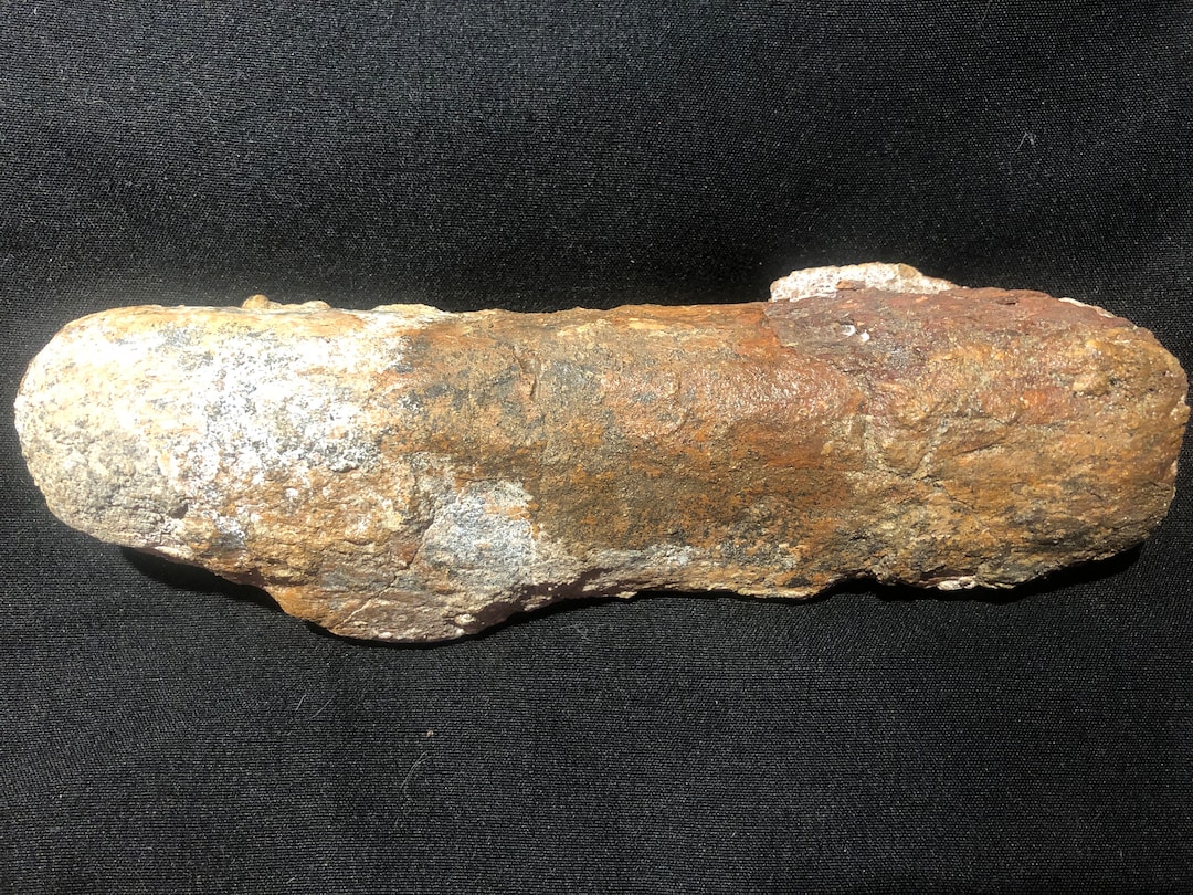 Large Cretaceous Donosaur Rib Bone Fossil - Possible T-rex - Etsy