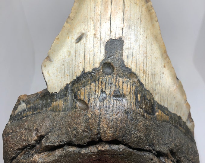 Massive 5.7 Inch Megalodon Tooth - Genuine, Not Replica - Etsy