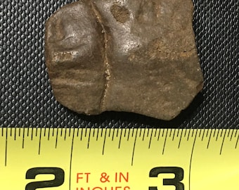 Fossil Turtle Shell | Etsy