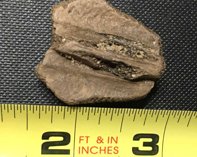 Ancient Turtle Shell Fossil From Florida - Etsy