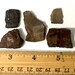 5 Ice Age Turtle Shell Fossils From Florida - Etsy