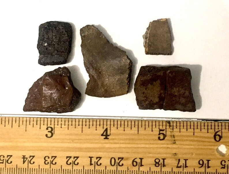 5 Ice Age Turtle Shell Fossils From Florida | Etsy