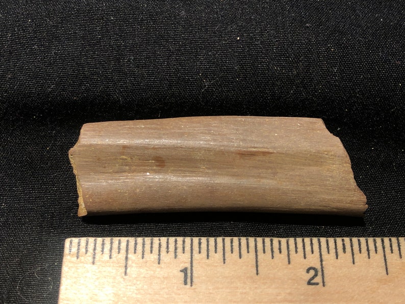 Triceratops Dinosaur Rib Bone Fossil - Etsy