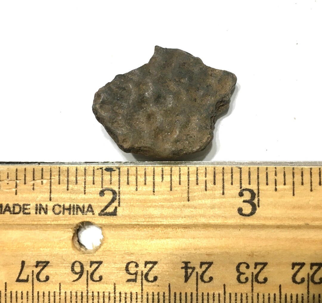 Ancient Turtle Shell Fossil From Florida - Etsy