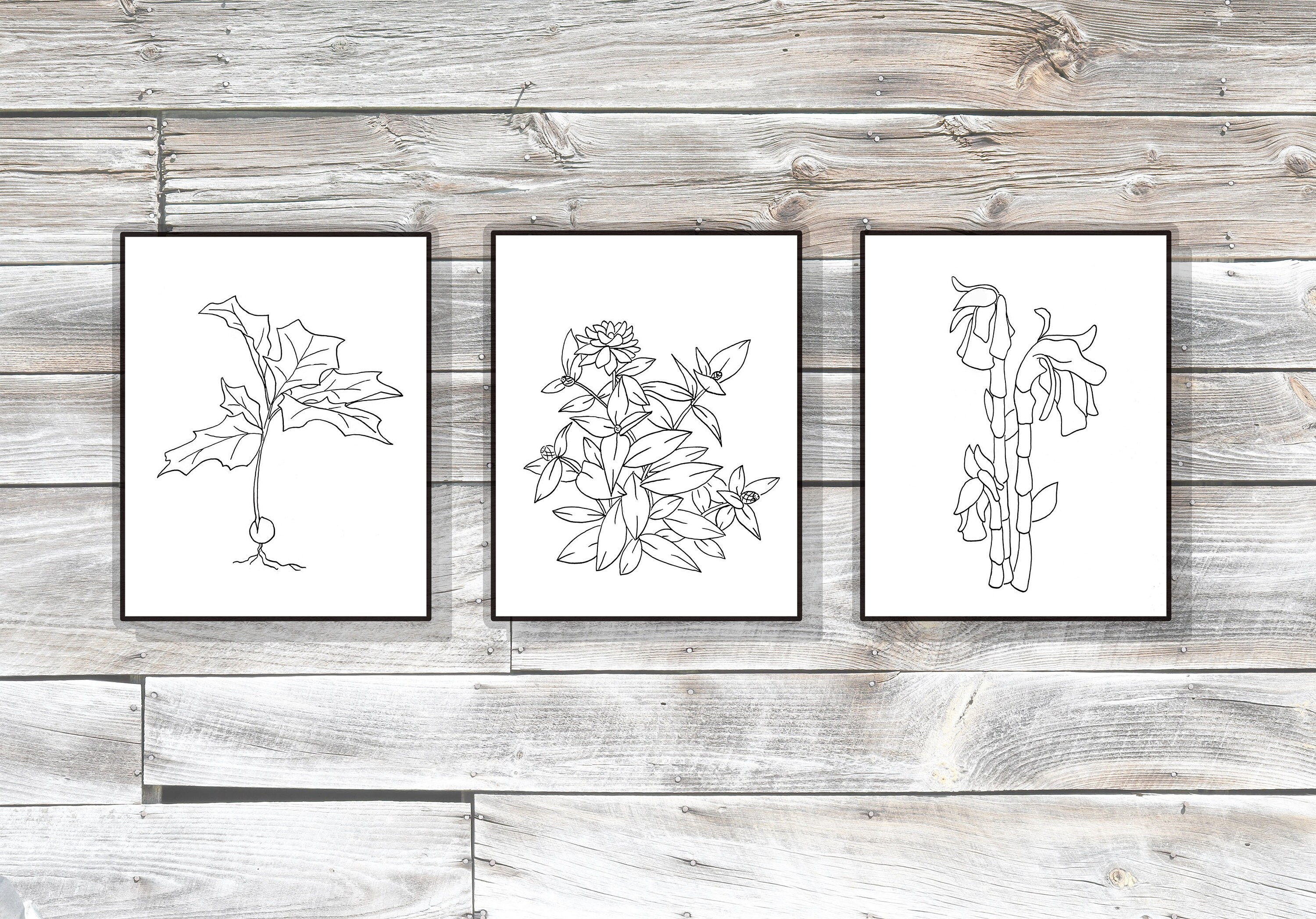 Plant and Nature Printable Set of Three Line Drawings 8" X 10" Wall Art ...