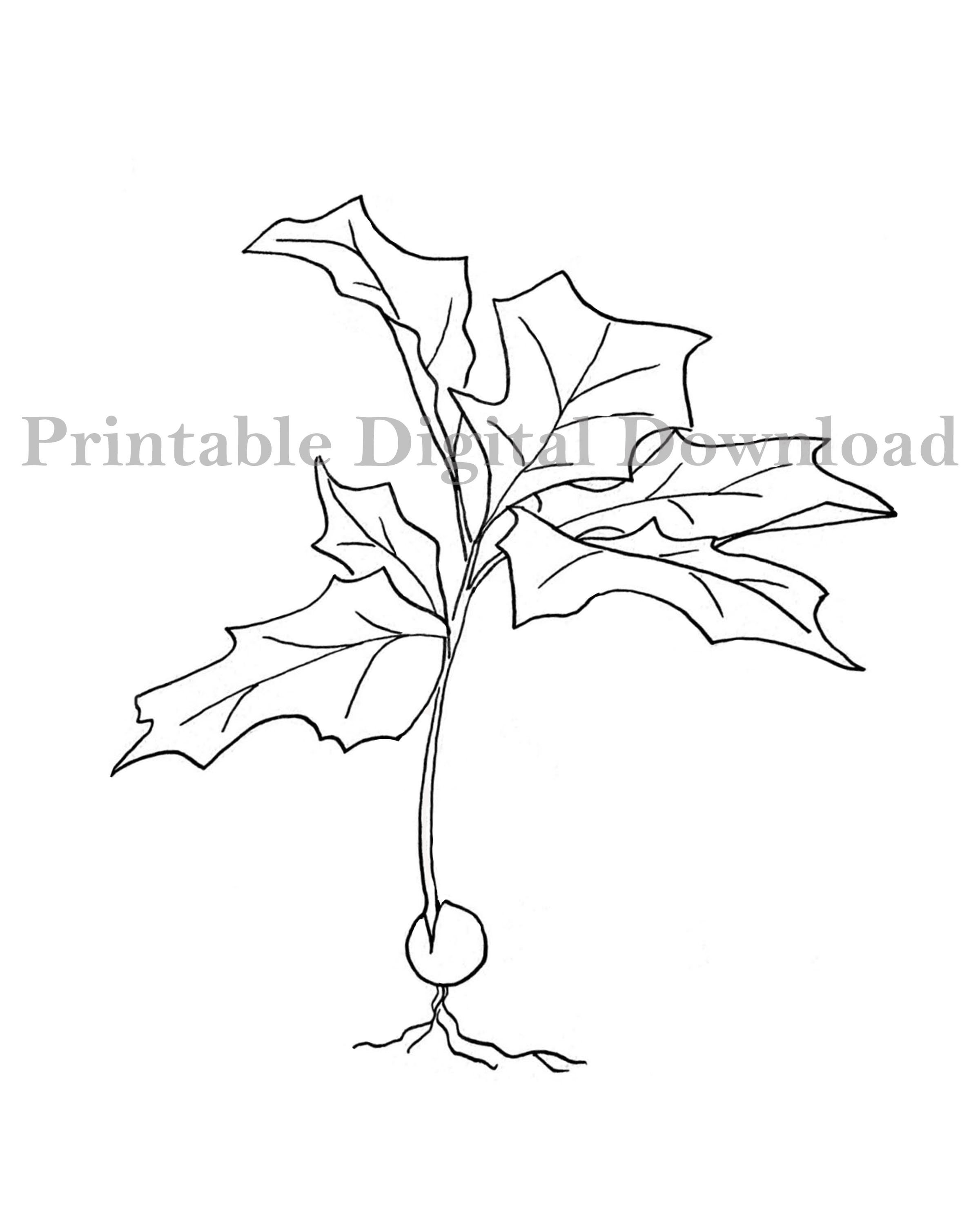 Plant and Nature Printable Set of Three Line Drawings 8" X 10" Wall Art ...