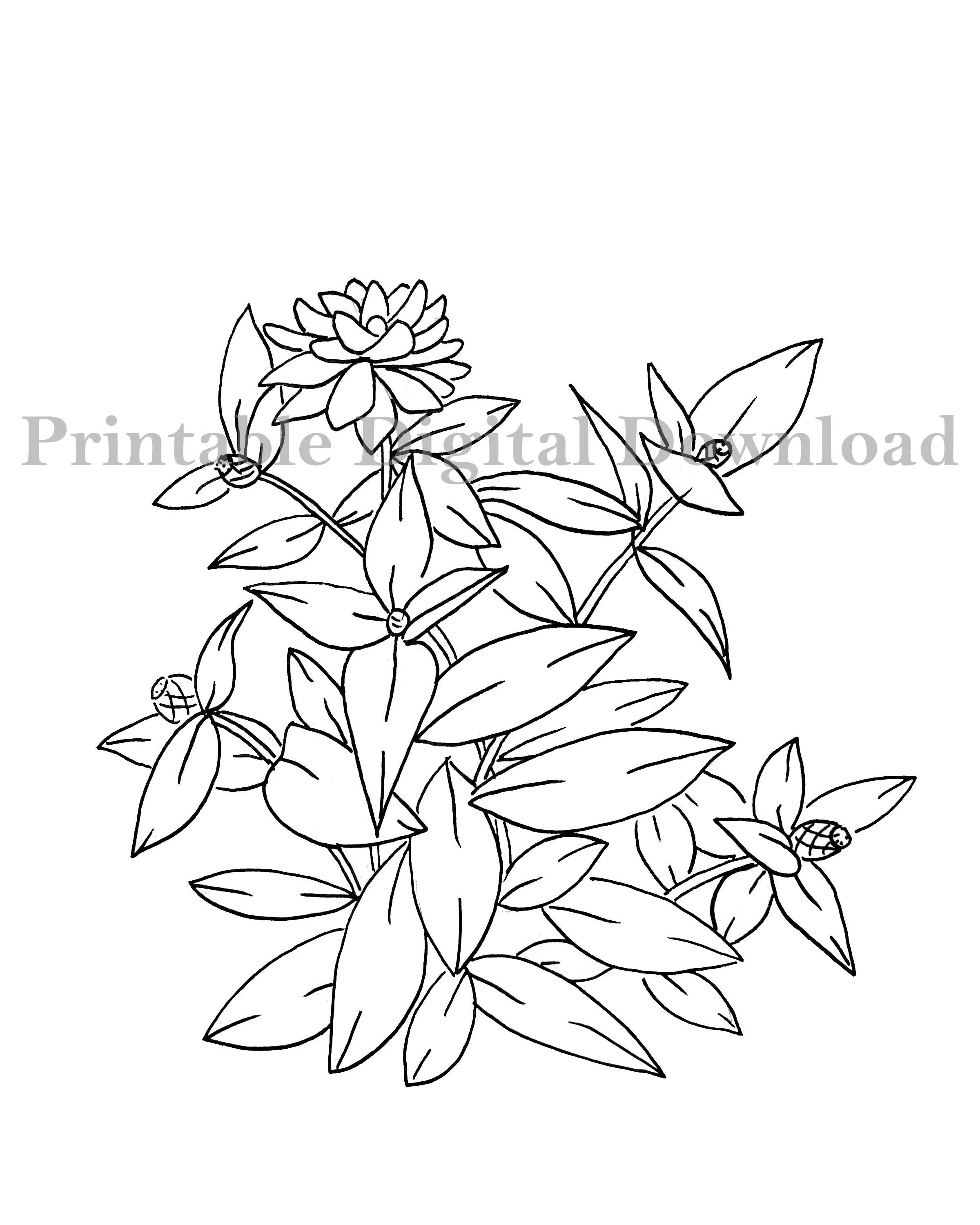 Plant and Nature Printable Set of Three Line Drawings 8" X 10" Wall Art ...