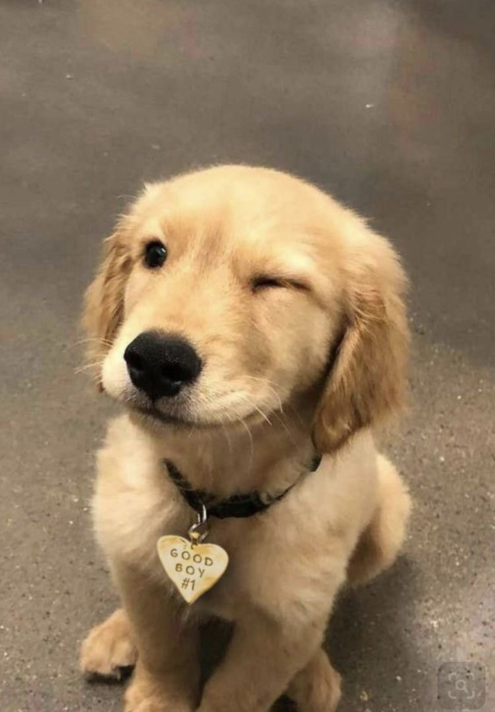 Personalizado Golden Retriever perro mamá bordado sombrero | Etsy