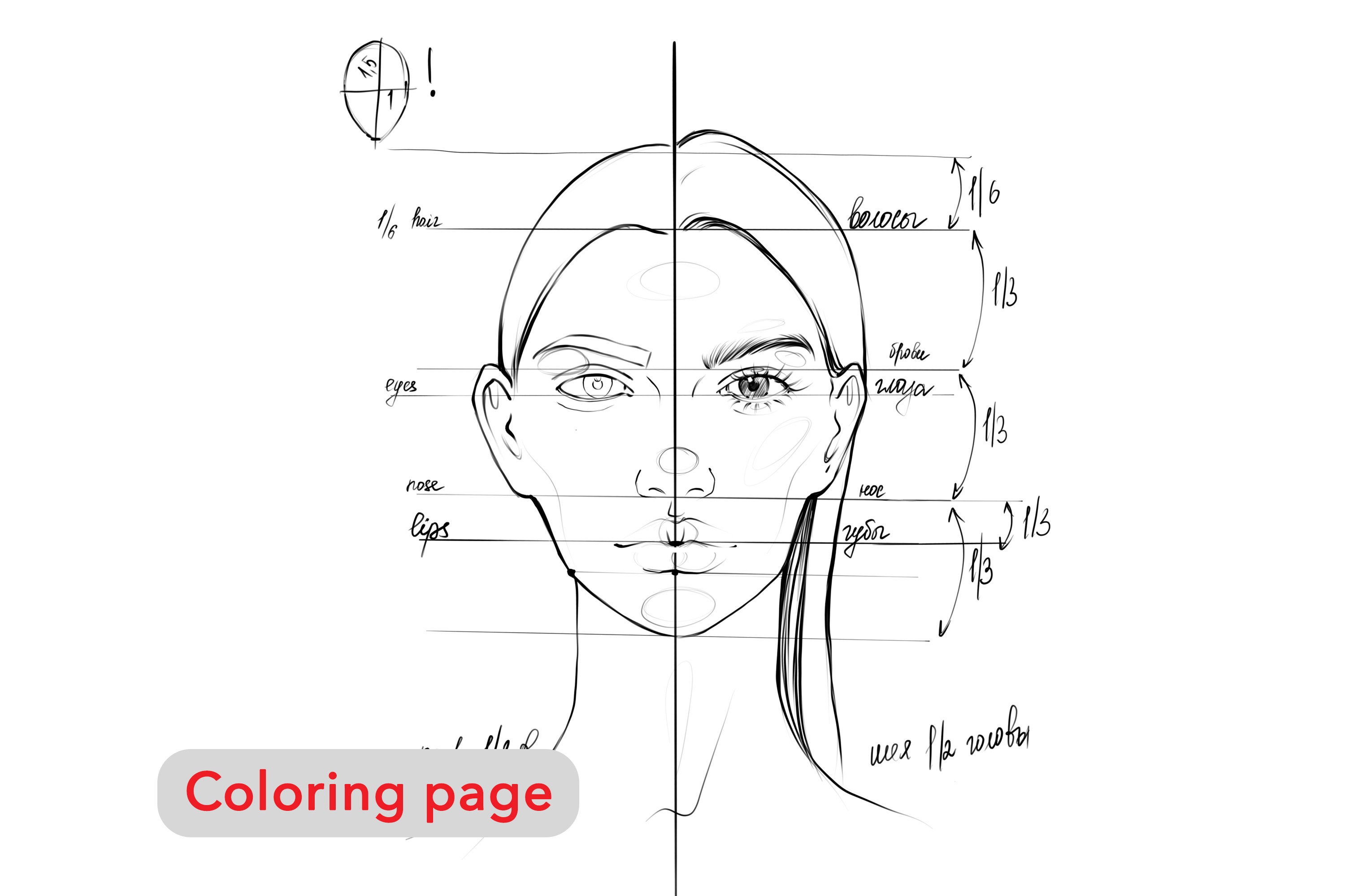 Female Face Proportions Drawing