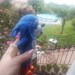 Blue Uganda Knuckles. Warrior Sonic. Meme Da Wae Chibi Plushie ...
