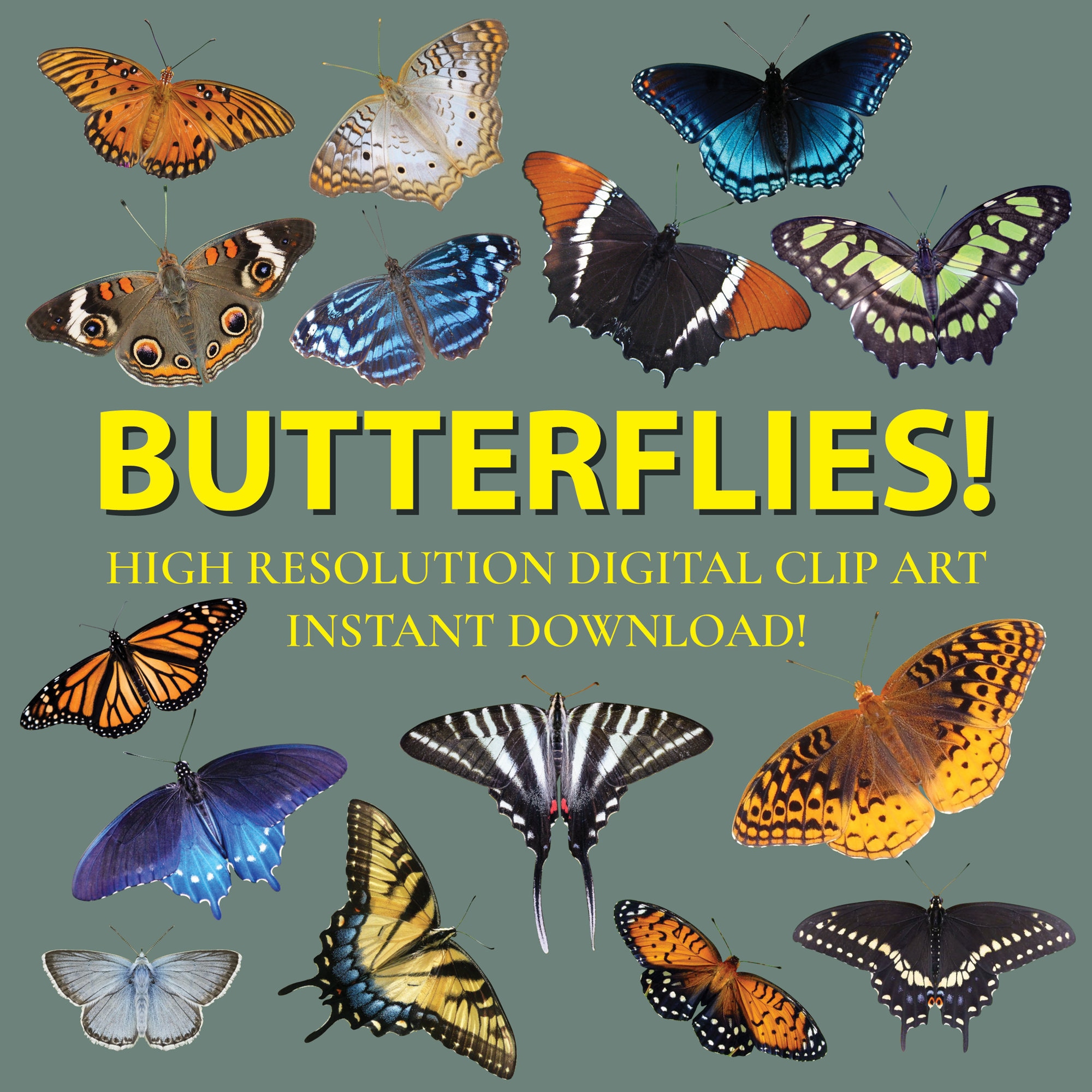 High Resolution Butterflies