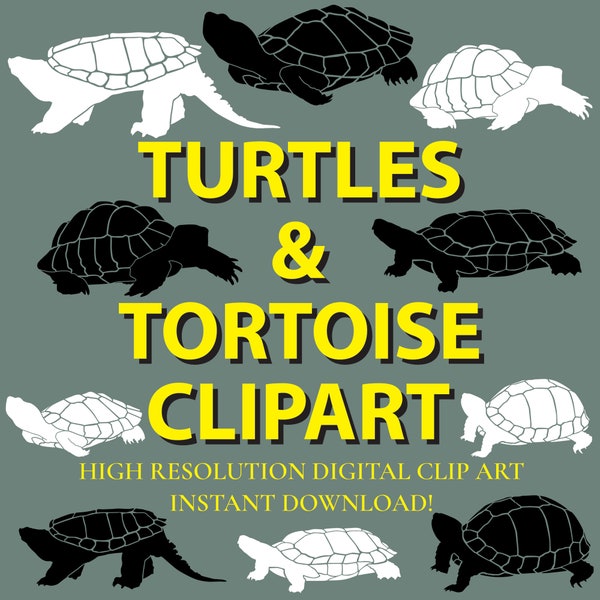 Box Turtle Clipart - Etsy