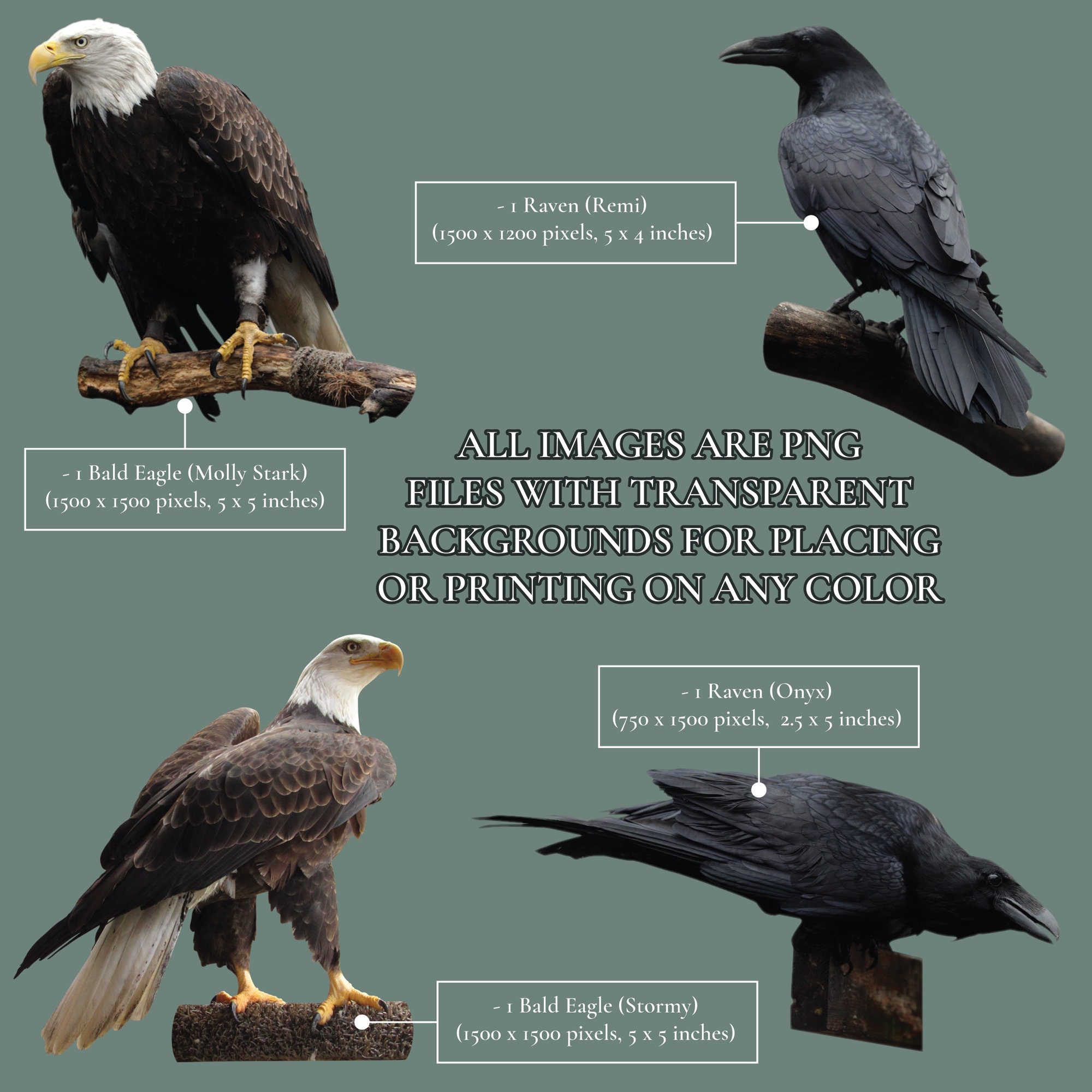 Birds Clipart, Raptors, Owls, Eagles, Hawks, Ravens, Kestrel, High ...
