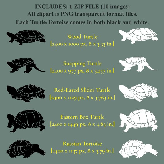 Clipart Snapping Turtle